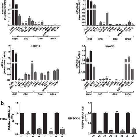Gene Expression Profile And Efficiency Of Transient Knockdown Of