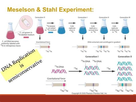 27 Replication Transcription Translation Ppt Programming