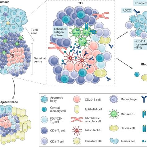 The Compositions And Functions Of Tertiary Lymphoid Structures In Download Scientific Diagram