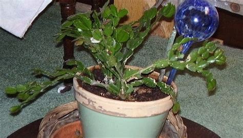 How To Root A Christmas Cactus House Plant Garden Guides