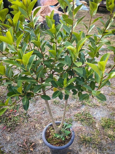 Beautiful And Easy To Grow French Rubber Tree