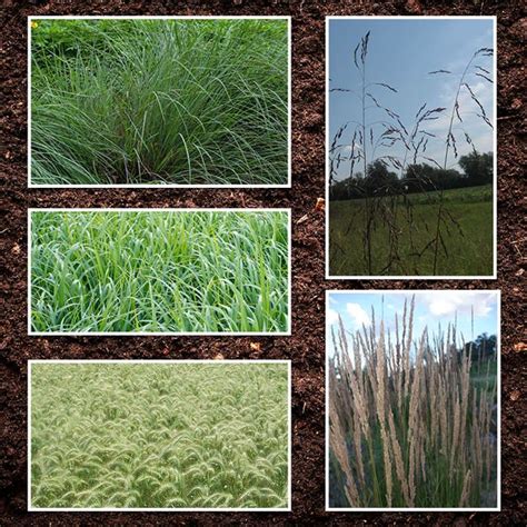 Native Grass Seed American Meadows