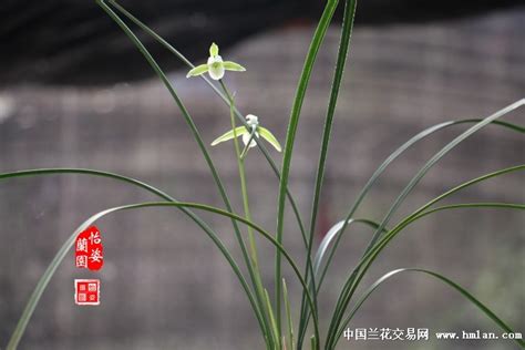 舌头筋短的图片 舌头筋连着舌头短 随意云