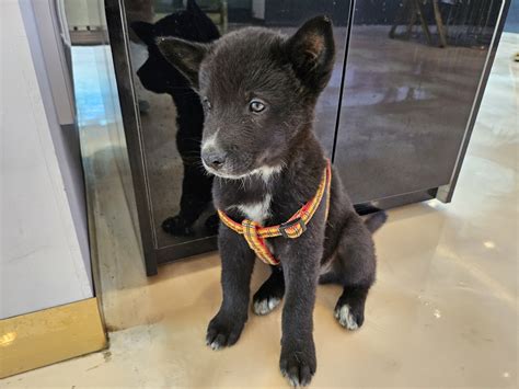 진도믹스 망이 털안빠지는말티즈 털안빠지는말티푸 털안빠지는푸들 털안빠지는먼치킨 털안빠지는랙돌 털안빠지는브리티쉬숏헤어