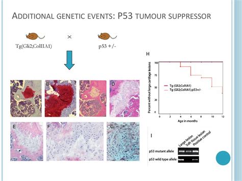 GLI2 And P53 Cooperate To Regulate IGFBP 3 Mediated Chondrocyte Apoptosis In The Progression