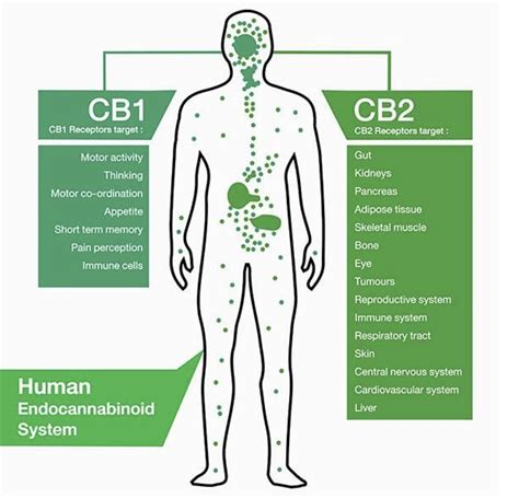 The Endocannabinoid System The British Cbd Company