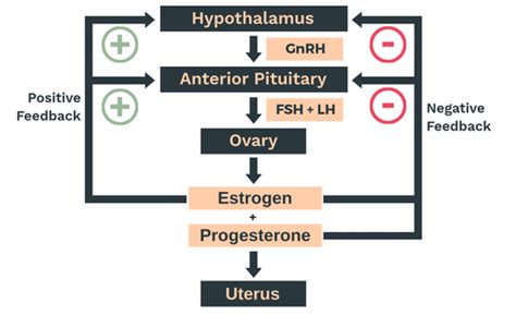 Positive Feedback Loop Hormones