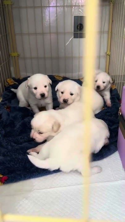 예쁜 믹스 아가들 무료분양합니다 예쁘게 키워주실분 데려가주세요 Youtube