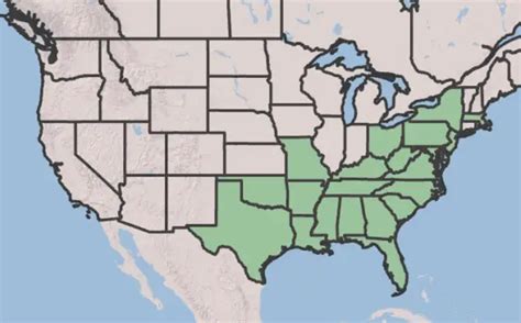 Native Fringe Tree Beauty And Benefits The Plant Native