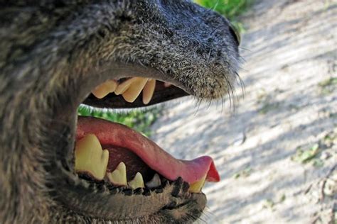 Lockjaw In Dogs Signs Causes Diagnosis Treatment Recovery
