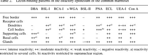 table 2 from lectin binding patterns in the olfactory epithelium and