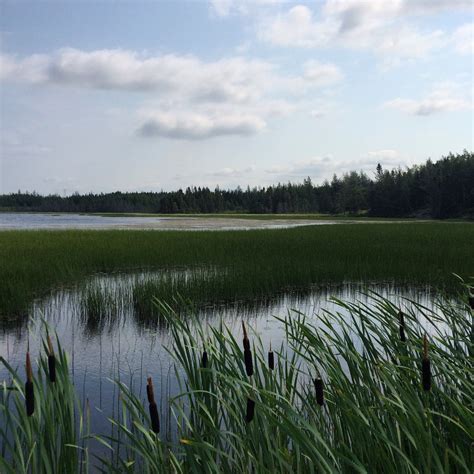 Stewardship Association Of Municipalities Newfoundland And Labrador
