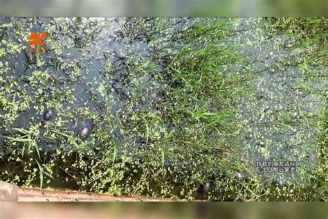 马上倒春寒乘天晴拍一下星点水龟龟谷鳖老龟养殖生活记录水产养殖 谷鳖 龟龟 养殖