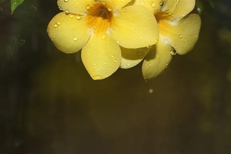 花 盛开 花的 Pixabay上的免费照片 Pixabay
