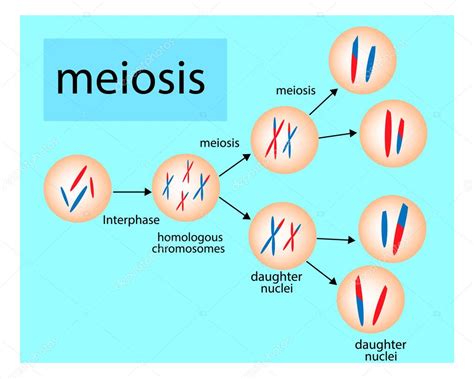 Meiosis División Celular Diagrama Del Vector — Vector De Stock © Sakurra 123507600