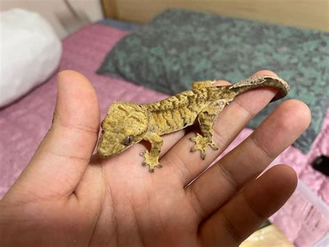 게코 분양 게코나라