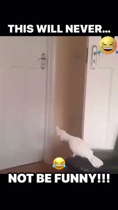 Funny Cockatoo Videos Memes Funny Shortvideo Viralshorts Fyp