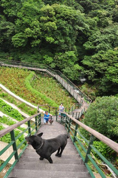 竹子湖新趣處 漫遊青楓步道特色步道 XINMEDIA欣傳媒最懂生活的咖