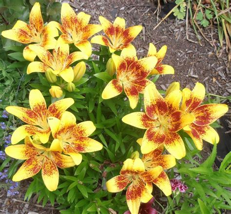 How To Grow Lilies From Seeds A Step By Step Tutorial