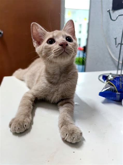 Domestic Medium Hair Kitten Adopted 4 Months Simba From Selangor