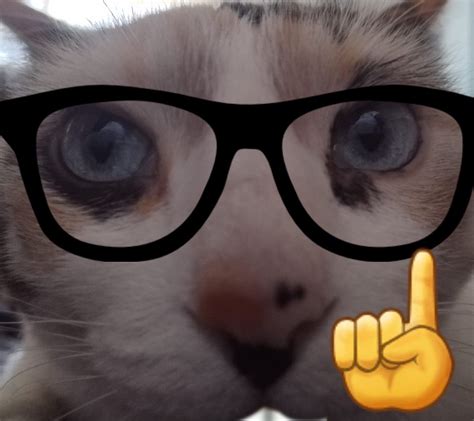 Jelly Nerd 🤓☝️ Nerd Arte De Bocetos Gatos