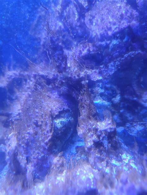 I Have Been Having This Algae Growing And Completely Smothering My Tank