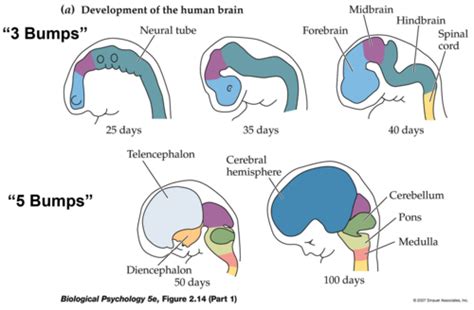 Ectodermal Organs Part 2 Flashcards Quizlet