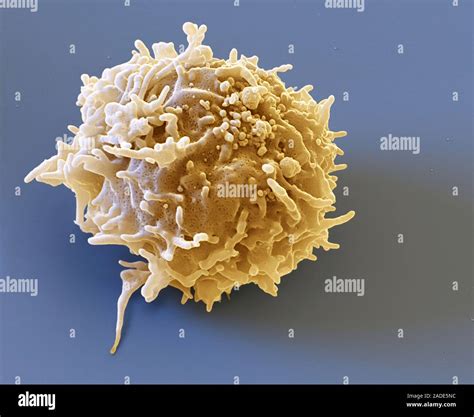 T Lymphocyte White Blood Cell Coloured Scanning Electron Micrograph