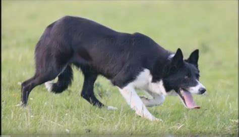 Do Not Buy A Border Collie From Tbc Unless Thompsons Border Collies