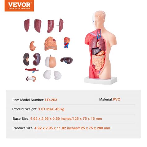 Vevor Human Body Model 15 Parts 11 Inch Human Torso Anatomy Model