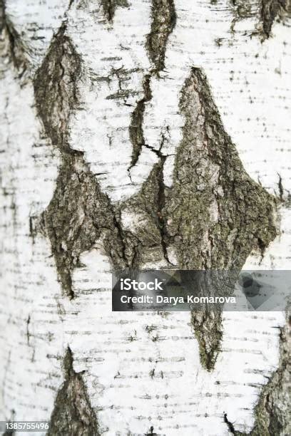 자작 나무의 트렁크 블랙과 화이트 마름모와 금이 러시아 자작 나무 껍질의 금이 자연 질감 0명에 대한 스톡 사진 및 기타 이미지 0명 거친 검은색 Istock