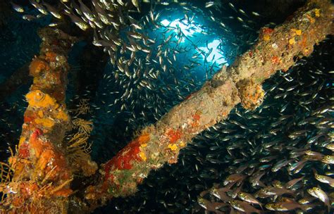 紅海の底の心を揺さぶる絶景 不思議な海の生き物中国網日本語