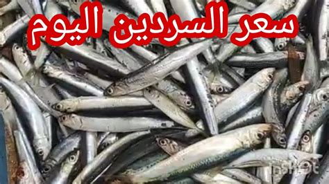 سعر سمك السردين اليوم بالجزائرle Prix Des Sardines Aujourdhui En