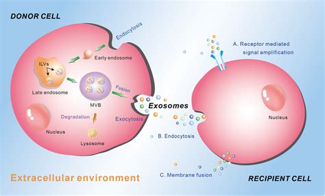 Schematic Diagram Of The Biogenesis And Secretion Of Exosomes And