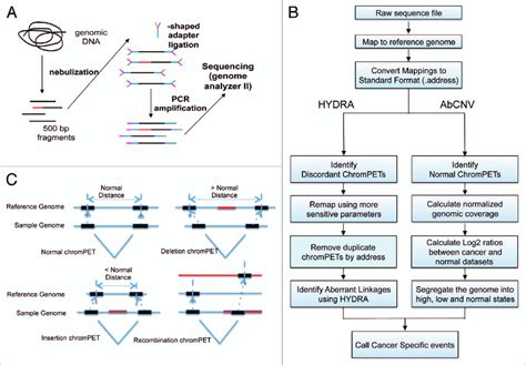 A Overview Of The Protocol Followed To Extract Genomic Dna And