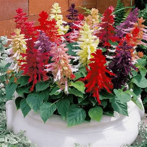 16 Medicinal Health Benefits Of Salvia Sage Agric4profits