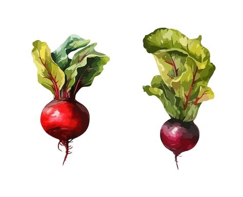Premium Vector Beet Clipart Isolated Vector Illustration