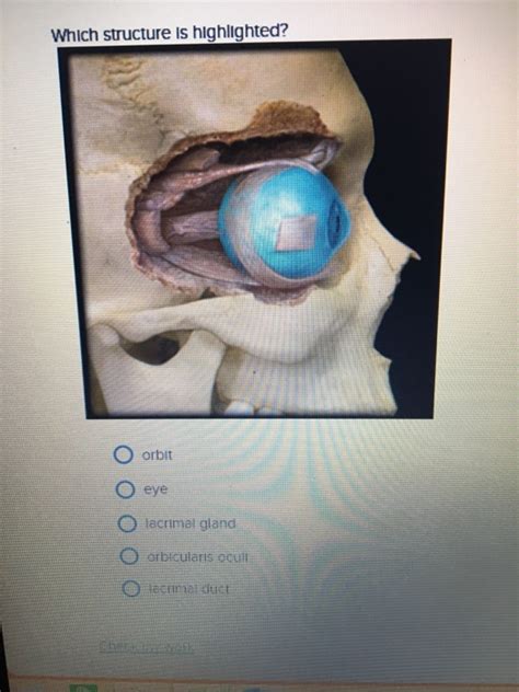 Solved Which Structure Is Highlighted Orbit Eye Lacrimal Chegg