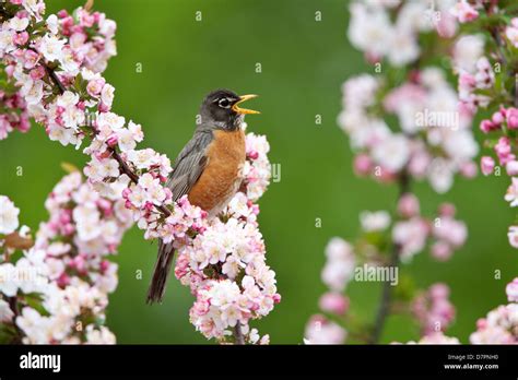 American Robin Singing In Crabapple Tree Bird Songbird Ornithology