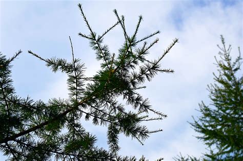 푸른 하늘에 대 한 분기를 스프루 스입니다 전나무입니다 크리스마스 트리입니다 나무의 가지 격리 됩니다 자연 배경입니다 침 엽 수 숲입니다 녹색 자연 배경입니다 옥외