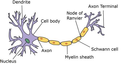 Exploring The Node Of Ranvier In The Peripheral Nervous System Anatomy Note