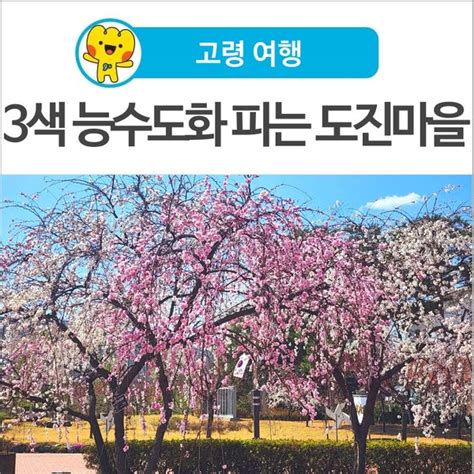고령 여행 3색 능수도화가 예쁘게 피는 우곡면 도진마을 경상북도 고령군 웰로