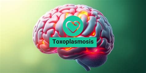 Toxoplasmosis Understanding Symptoms Causes And Treatments • Yesil Health Ai