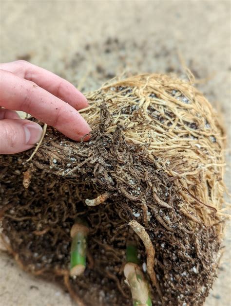 Monstera Root Rot Storeparrot