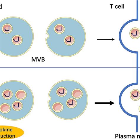 Classification Of Trna Derived Fragments Trfs Trfs Can Be Divided
