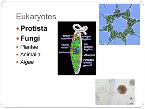 Classification Of Microorganisms Pptx