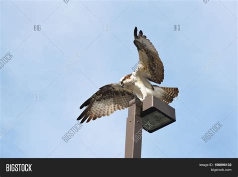 Osprey Atop Light Pole Image And Photo Free Trial Bigstock