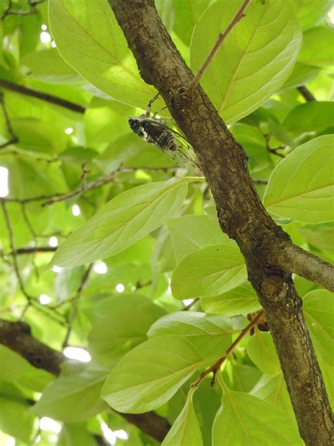 セミの抜け殻ミンミンゼミ 2022 8月撮影東京都薬用植物園の生物石神井公園の生物 K U R A D A S H I