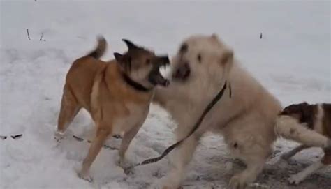 Зверские бои в Большом Пикино — новости города Бор