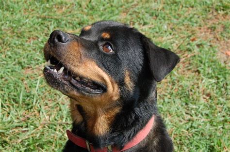 Rottweiler Puppies Nc Adoption
